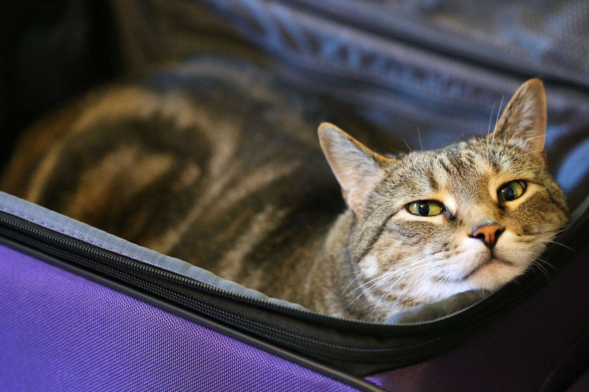 #196 | battleface partners with BringFido on pet travel insurance